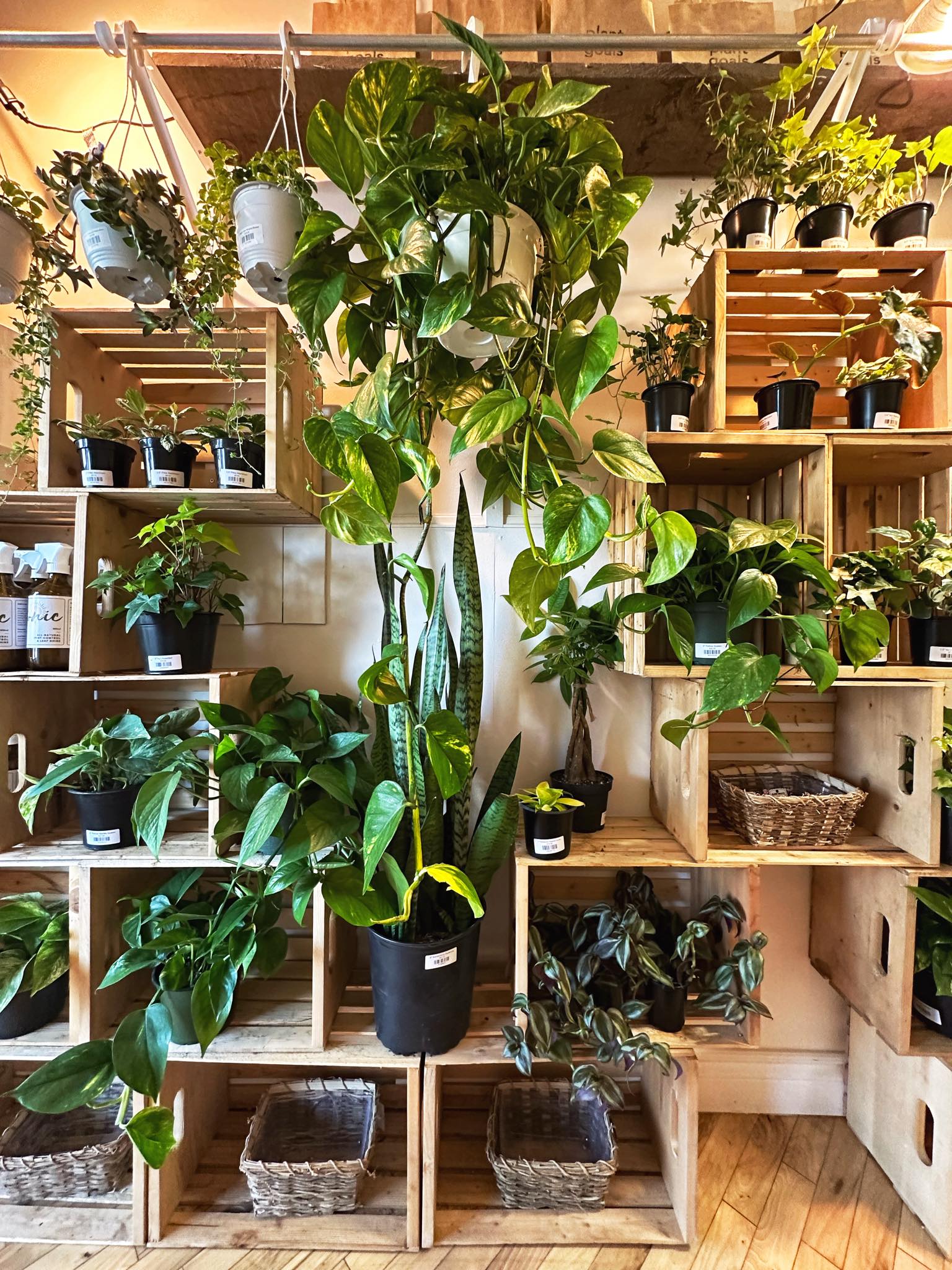 Plant Goals | Small plant shop. Big plant goals.