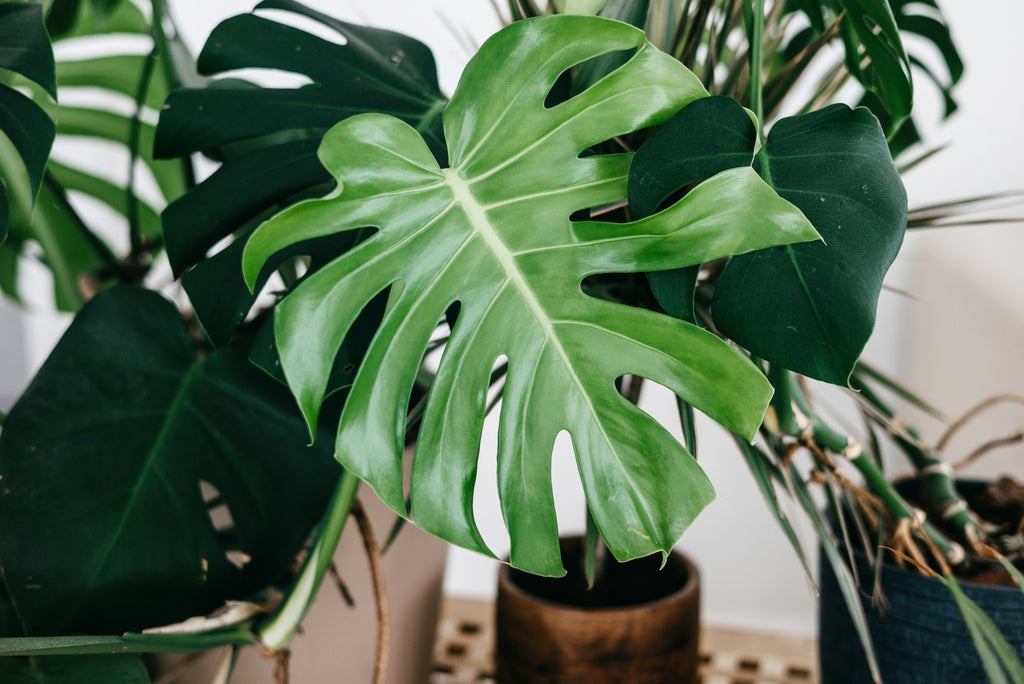 Plant Pals – Plant Goals