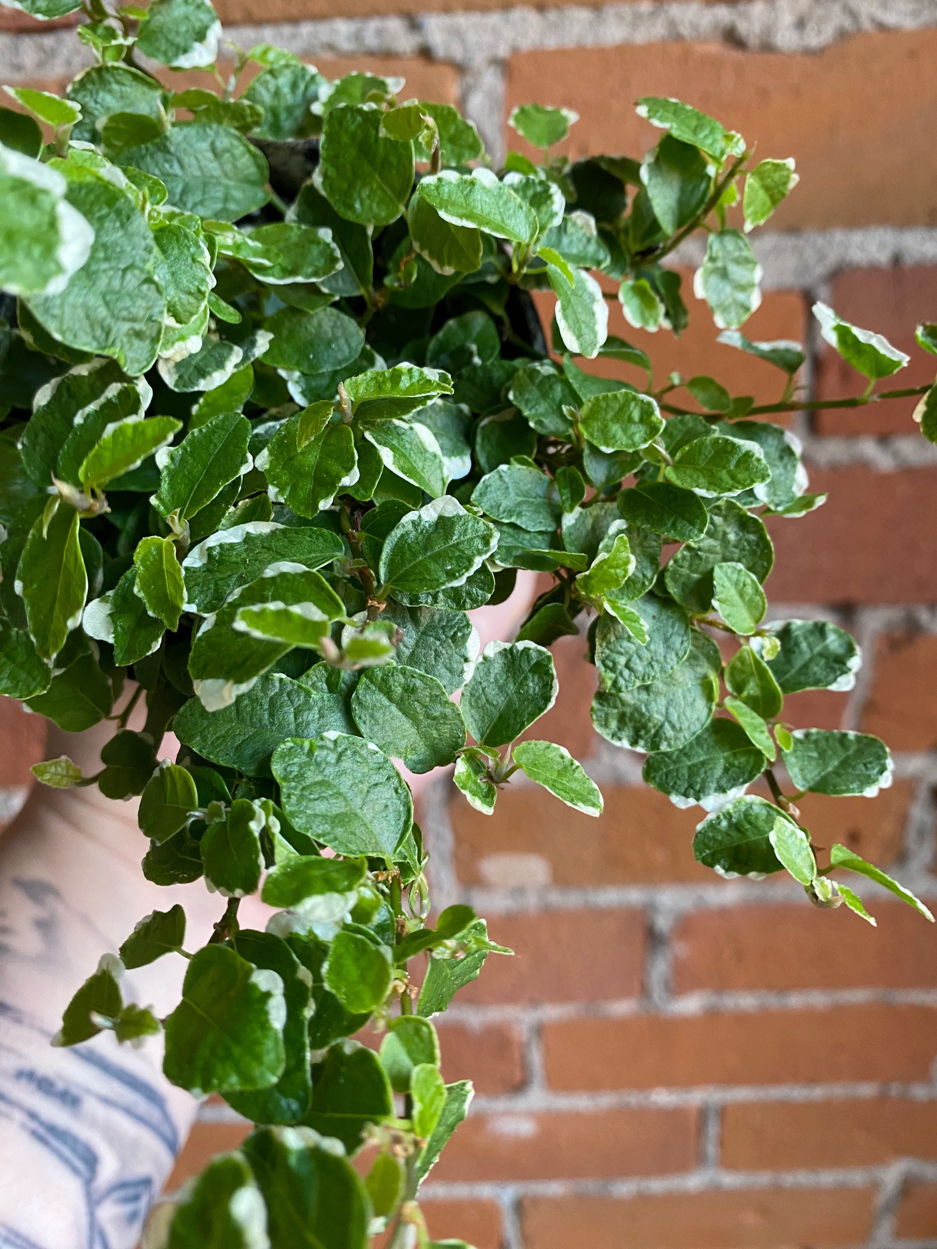 Plant Goals | Plant Shop