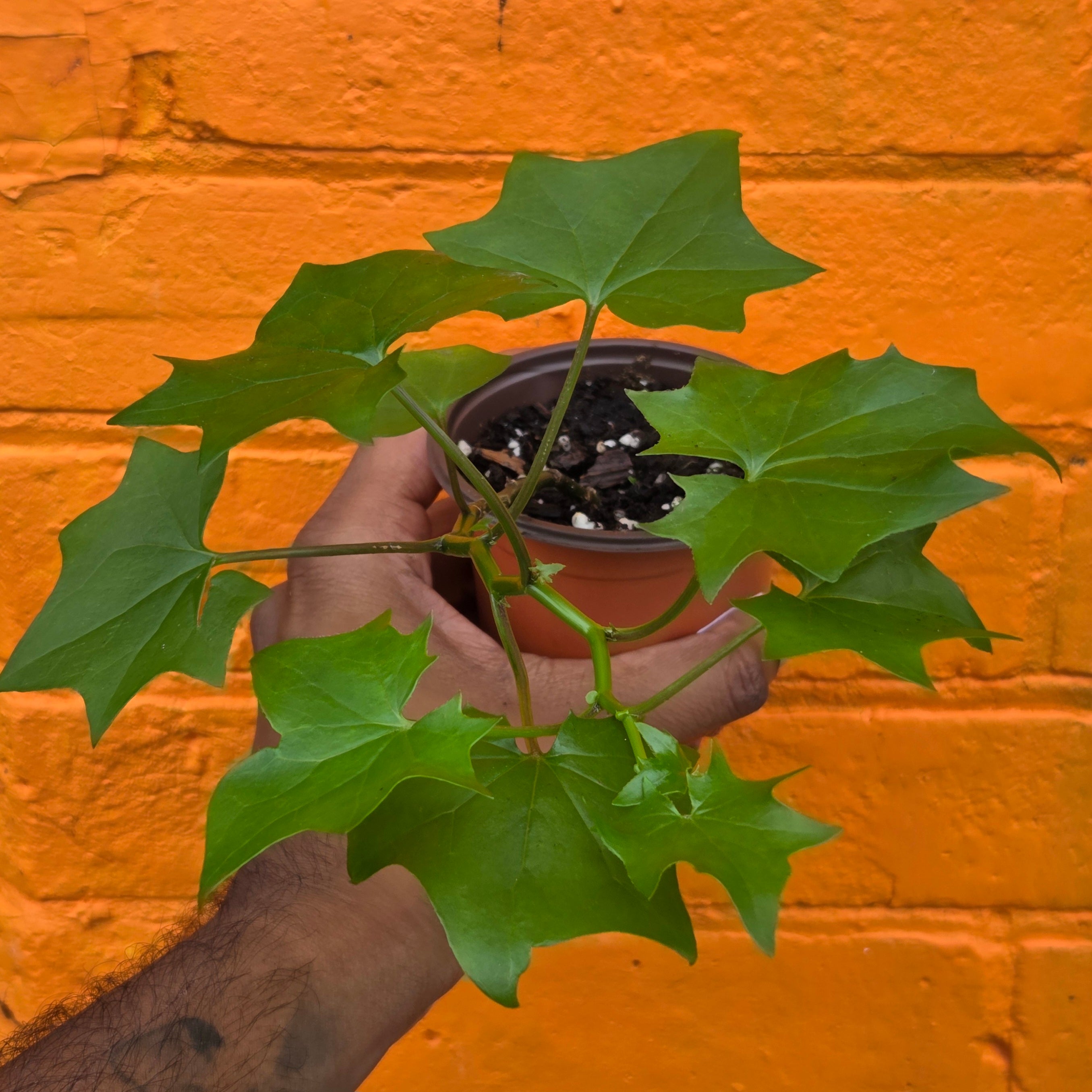4.5” German Ivy – Plant Goals