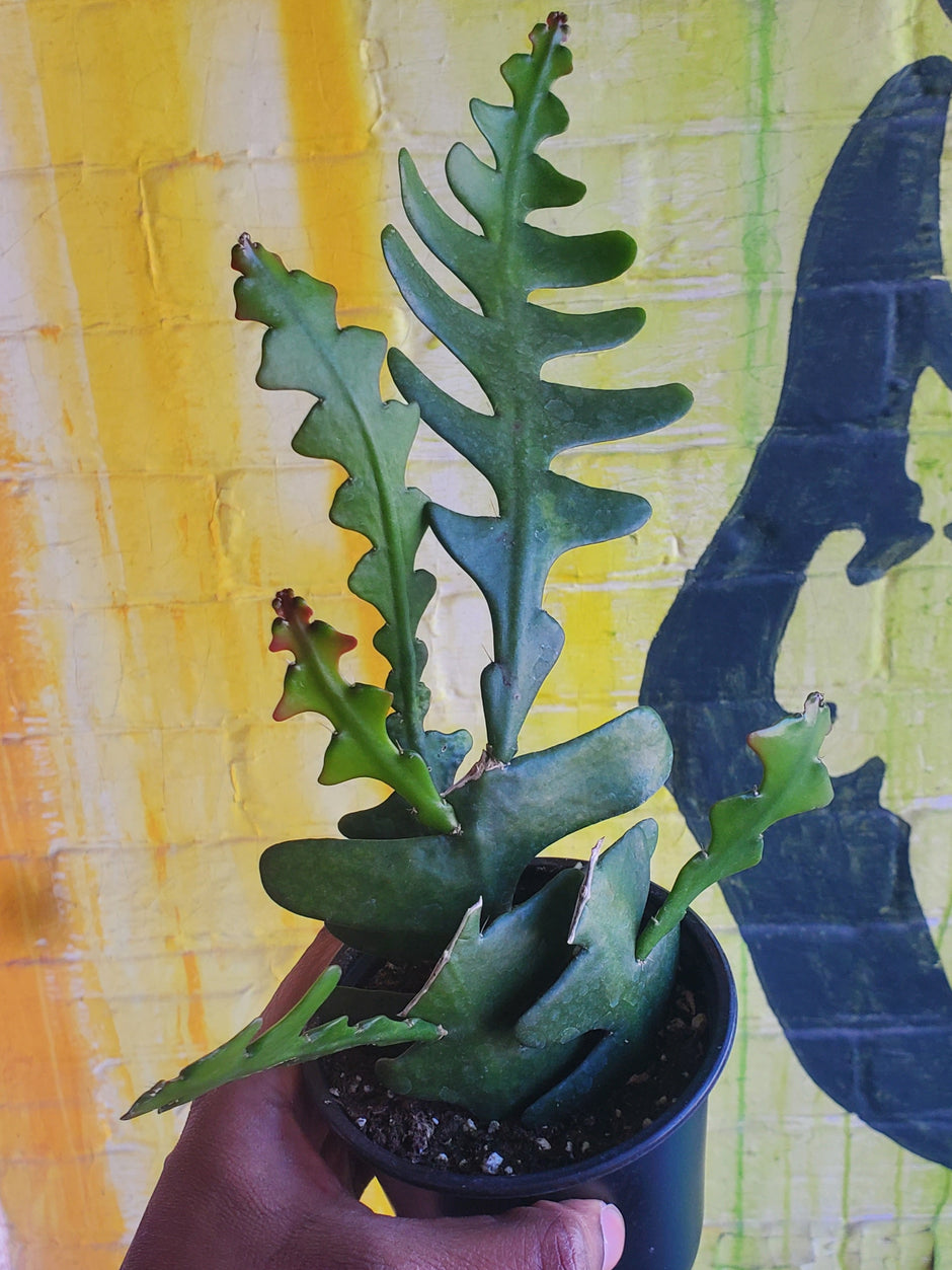 Plant Goals | Small plant shop. Big plant goals.