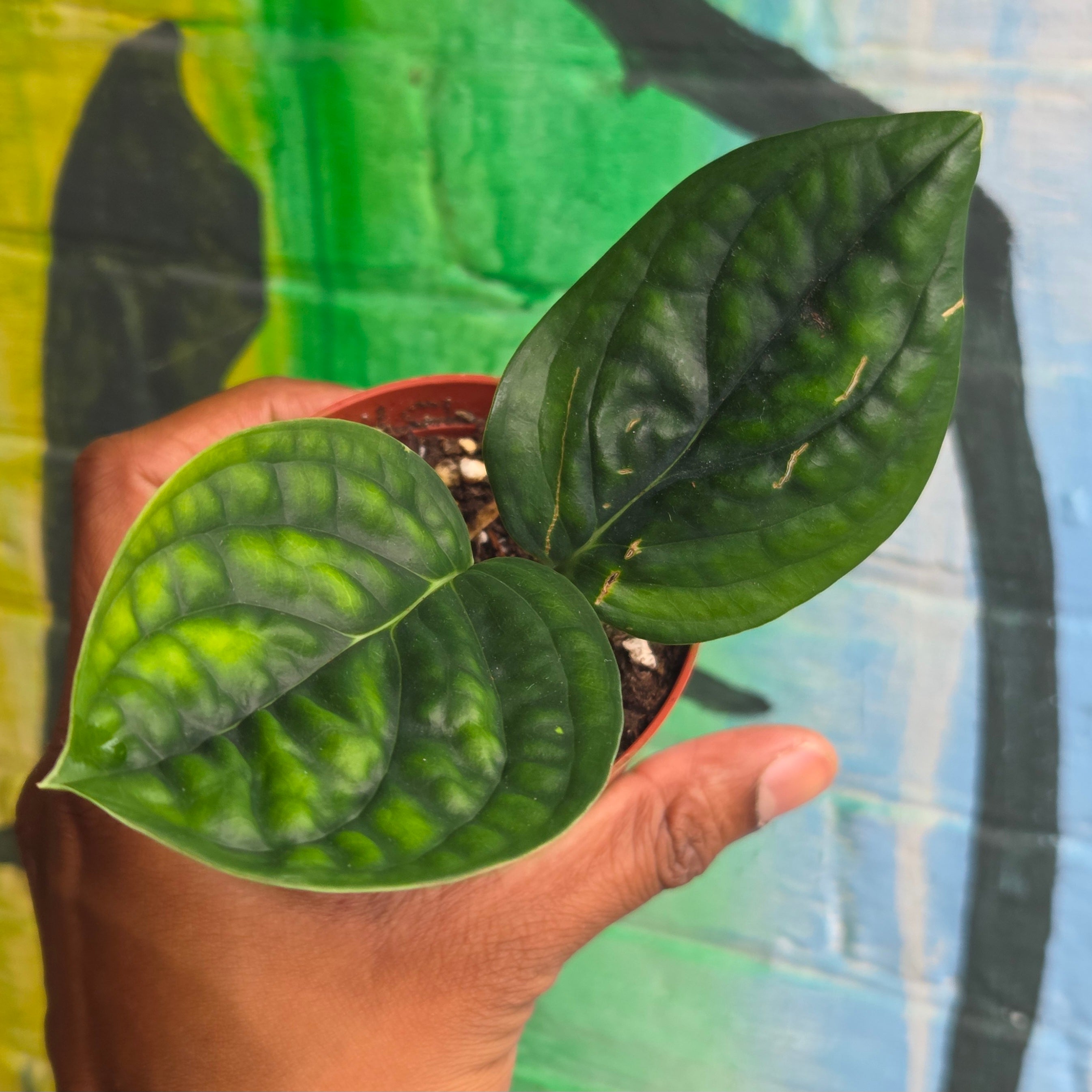 3” Monstera Peru – Plant Goals