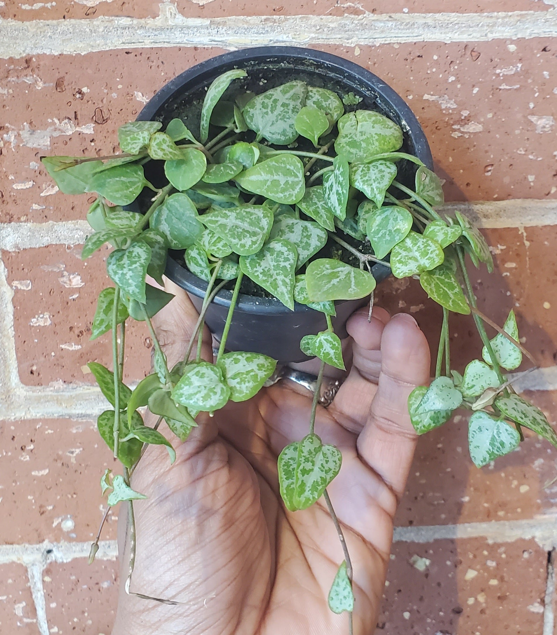 3.5" String Of Spades | Ceropegia – Plant Goals